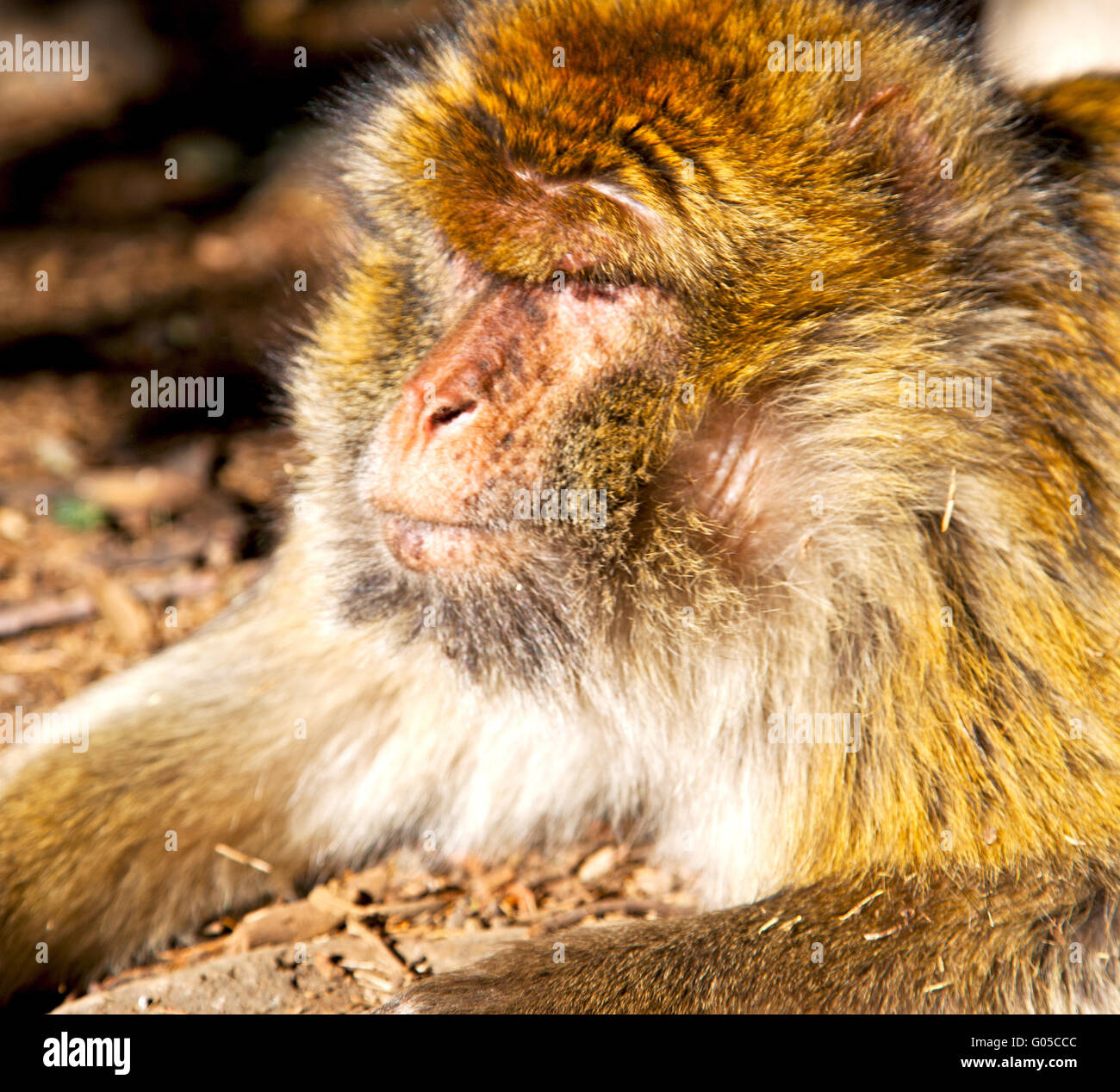 old monkey in africa morocco and natural background fauna close up ...