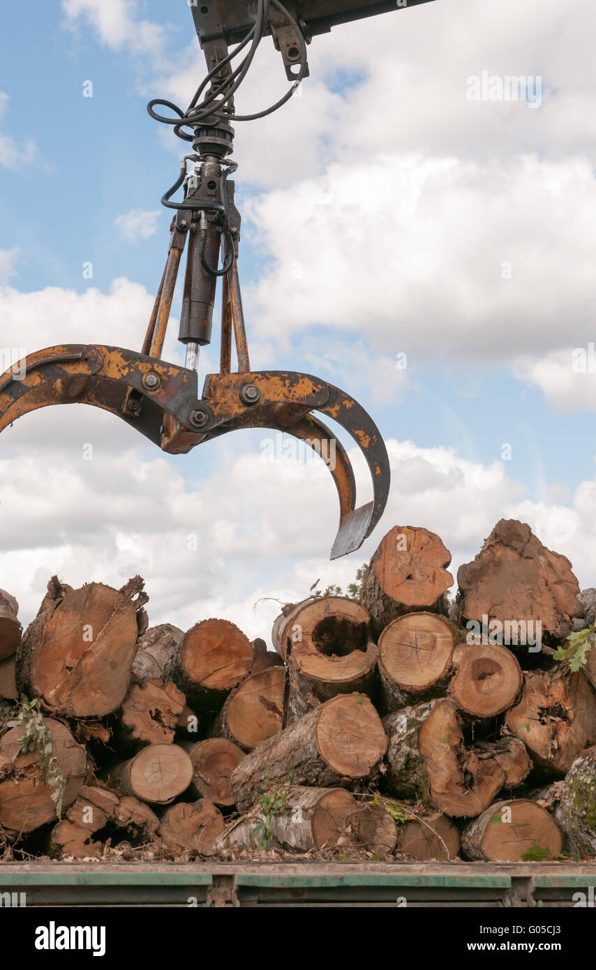 Loading of felled timber in a truck with crane Stock Photo - Alamy