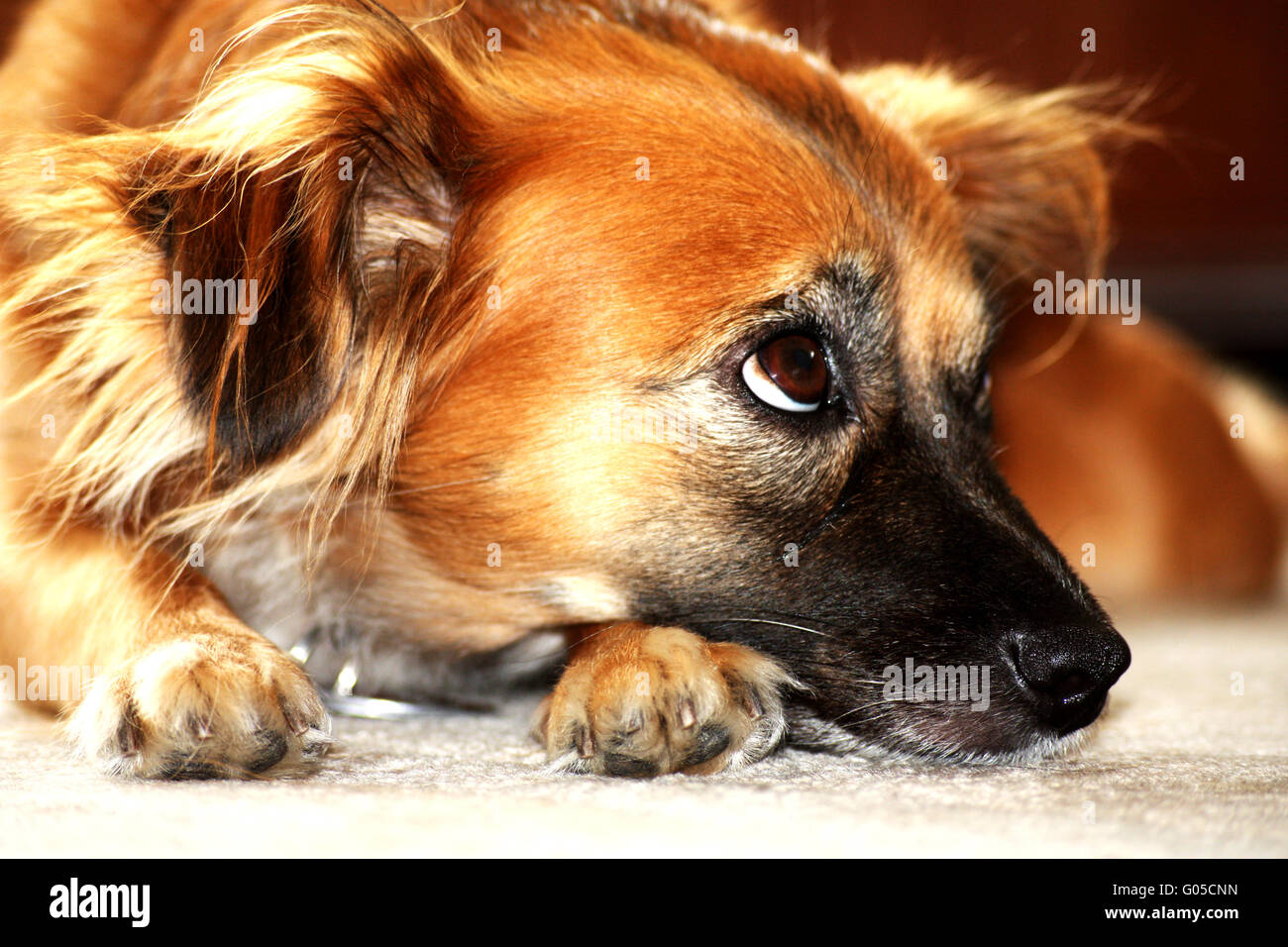 Front view inside mammal hi-res stock photography and images - Alamy