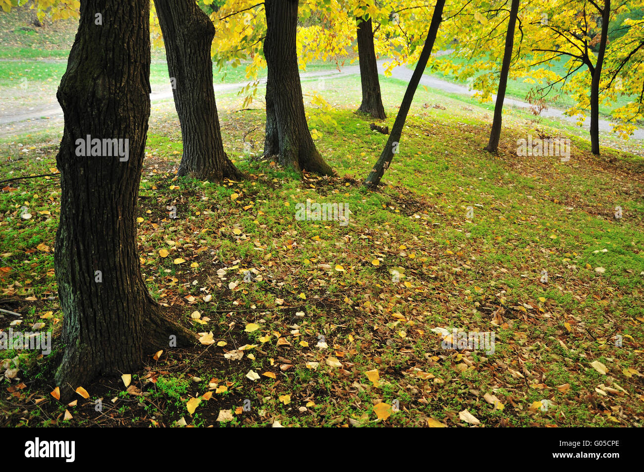 Autumn Colors in Park Stock Photo - Alamy