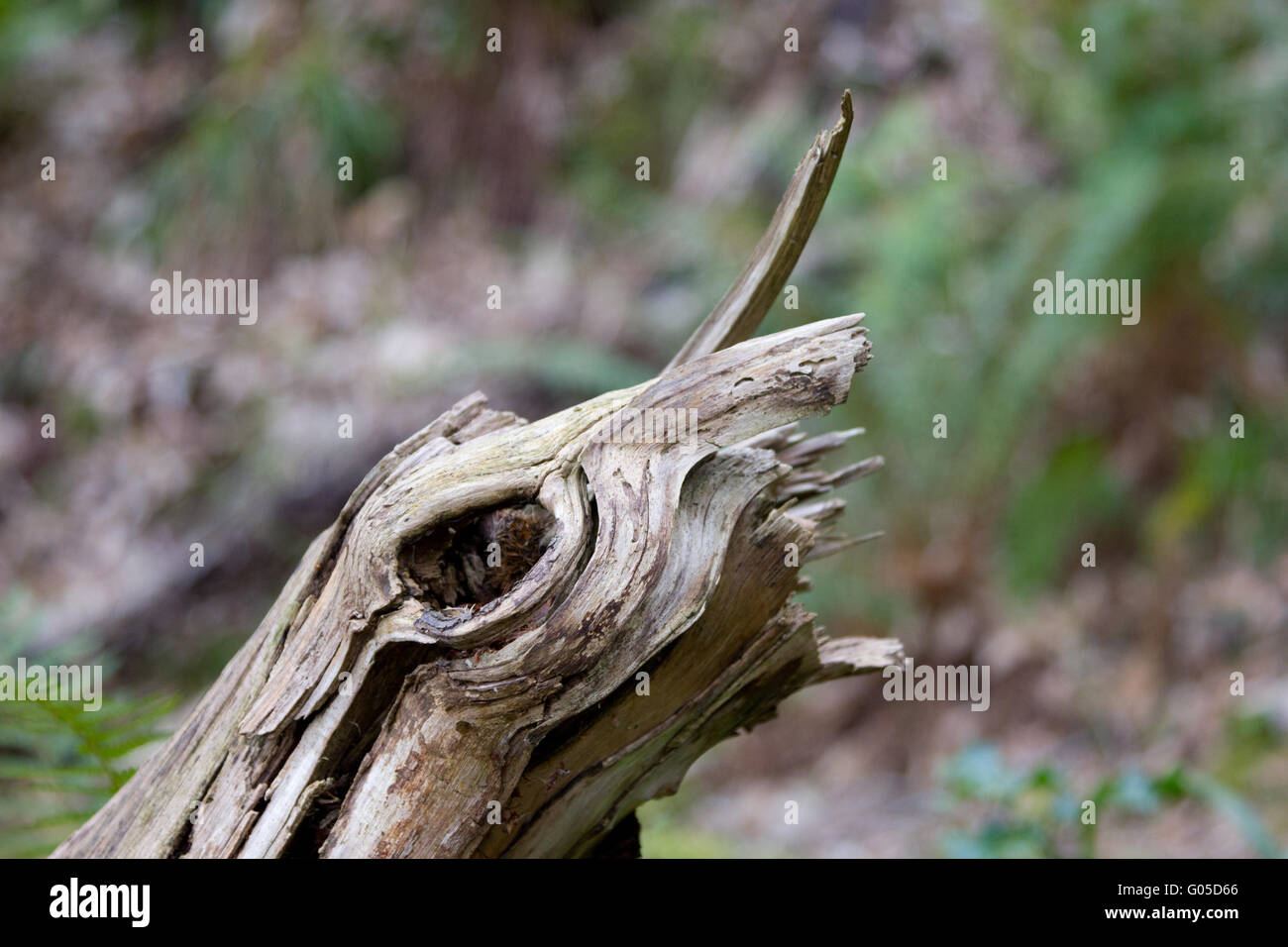 A Fallen tree branch Stock Photo - Alamy