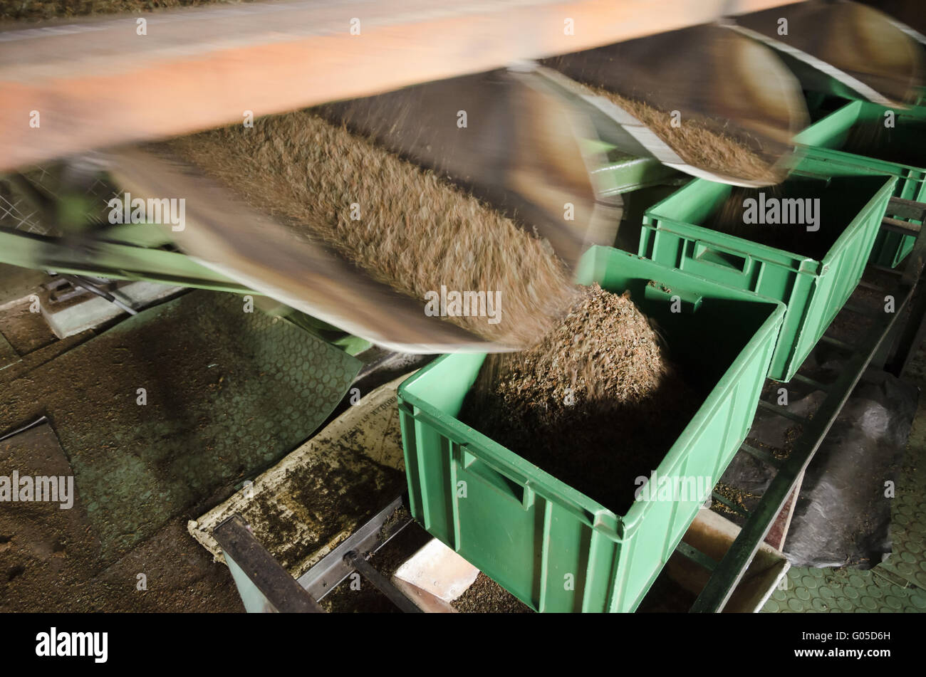Sorting tea leaves hi-res stock photography and images - Alamy