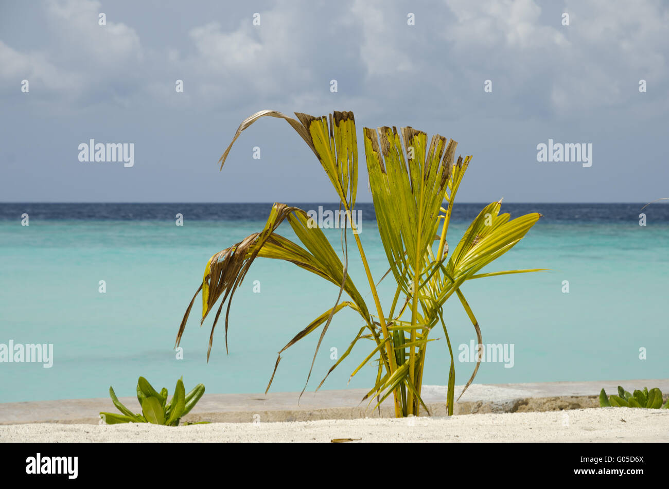 Young palm tree on Maldives island Stock Photo - Alamy
