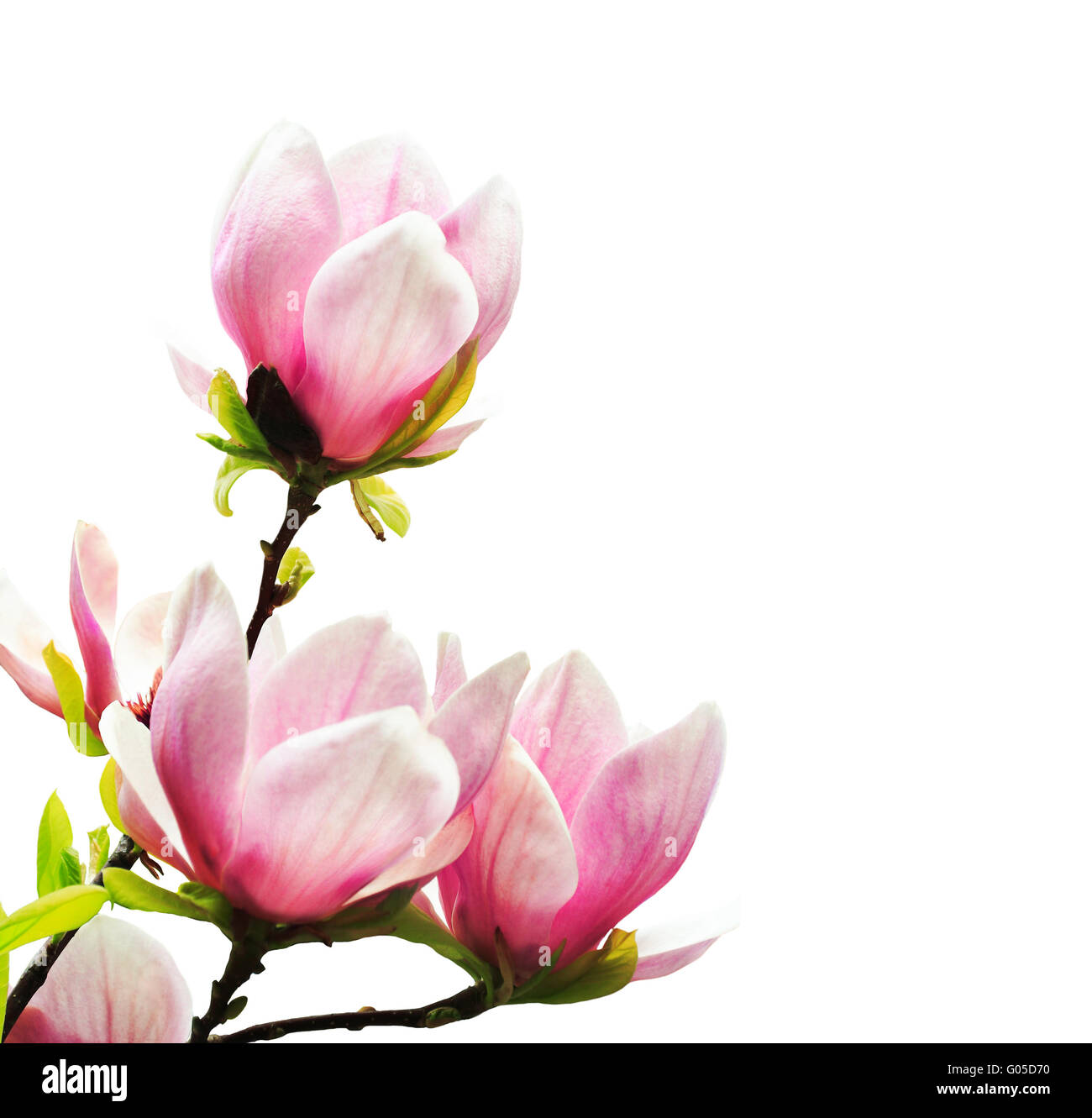 Spring magnolia tree blossoms on white background Stock Photo - Alamy