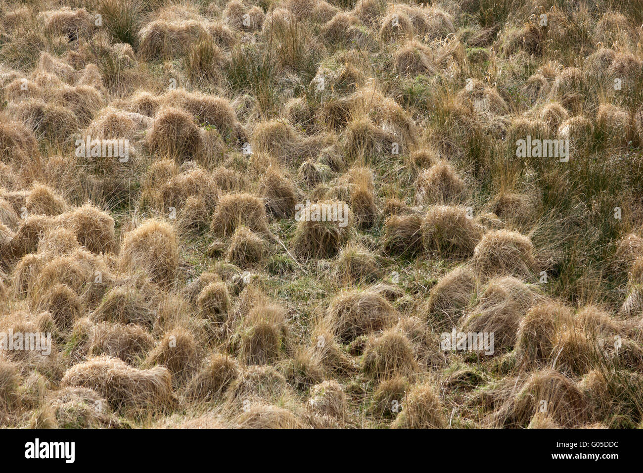 Tussocky grassland hi-res stock photography and images - Alamy