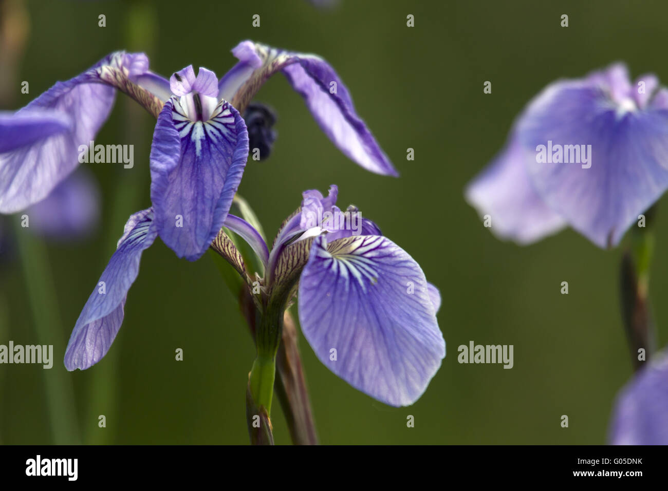 Siberian tundra taiga hi-res stock photography and images - Alamy