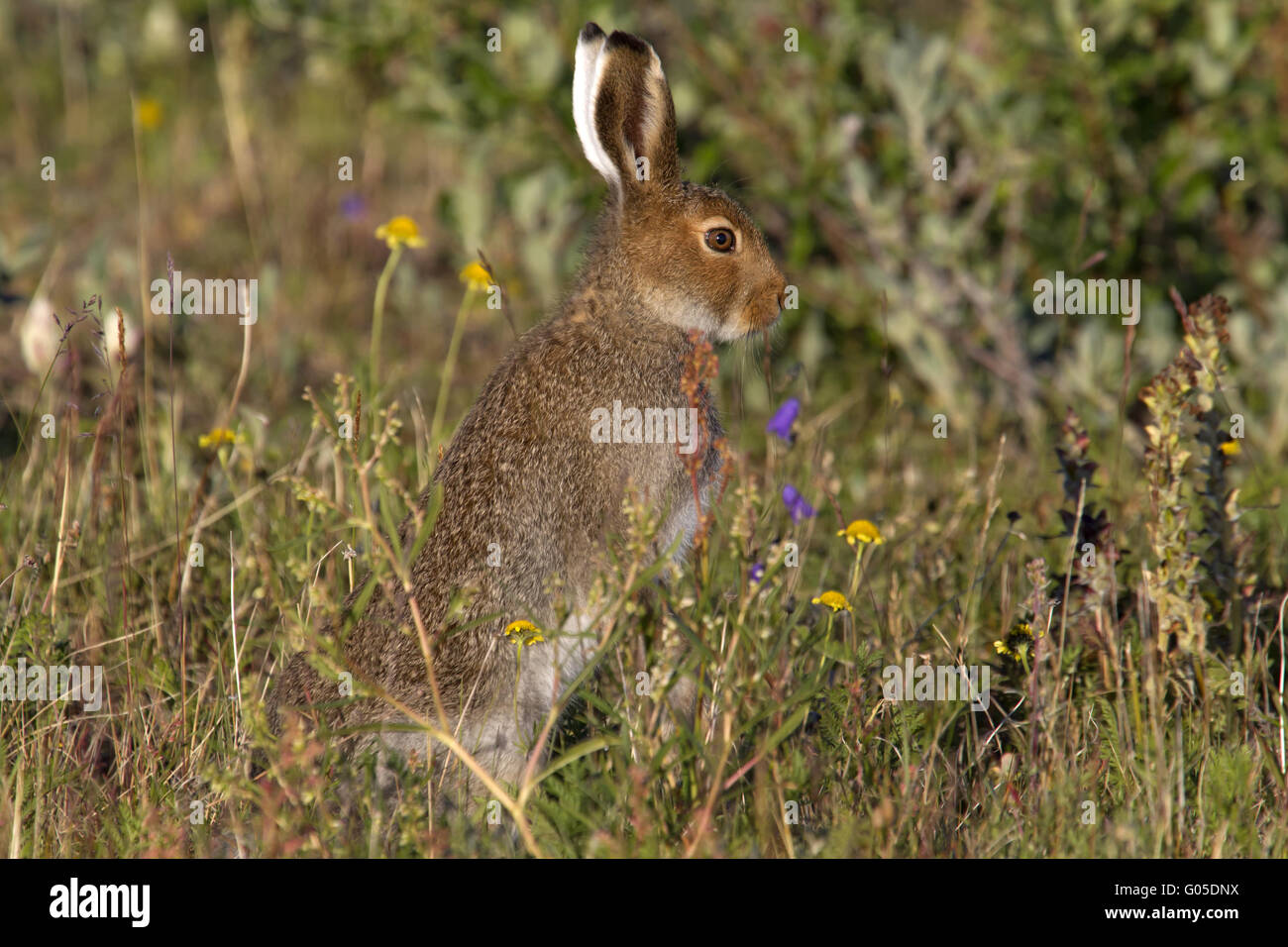 Polar hare hi-res stock photography and images - Alamy