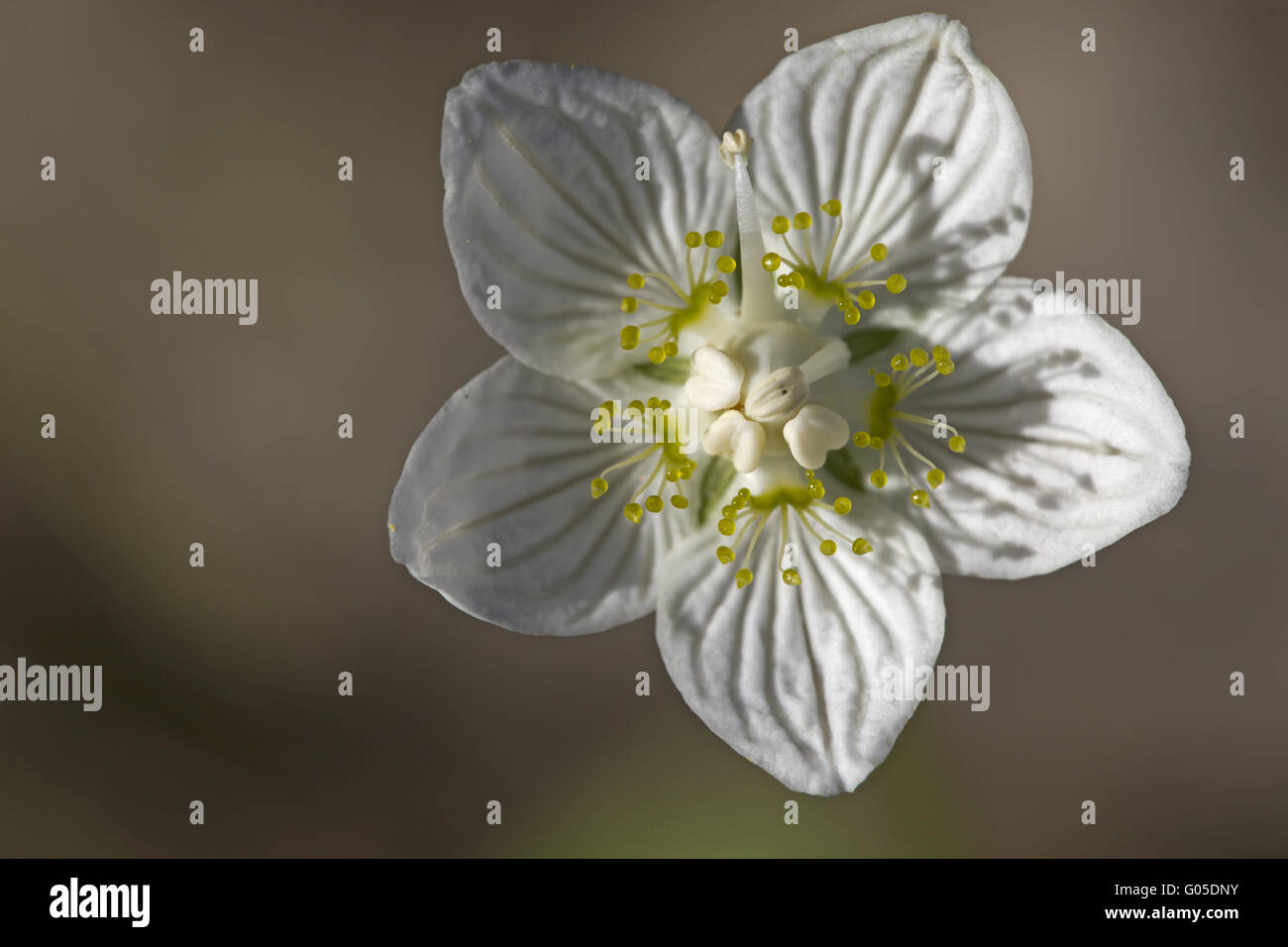 Parnassia palustris / Grass of Parnassus Stock Photo - Alamy