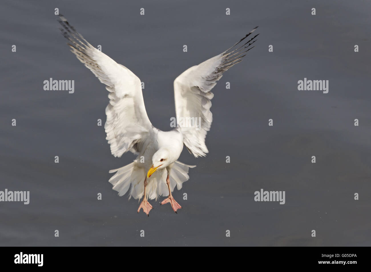 Siberian tundra taiga hi-res stock photography and images - Alamy
