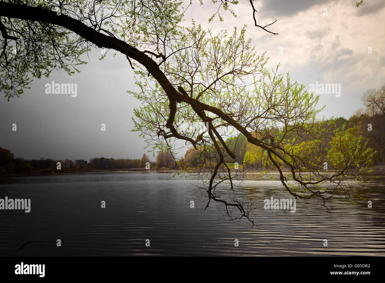 Sunny spring landscape. River in a green forest. Belarus Stock Photo ...