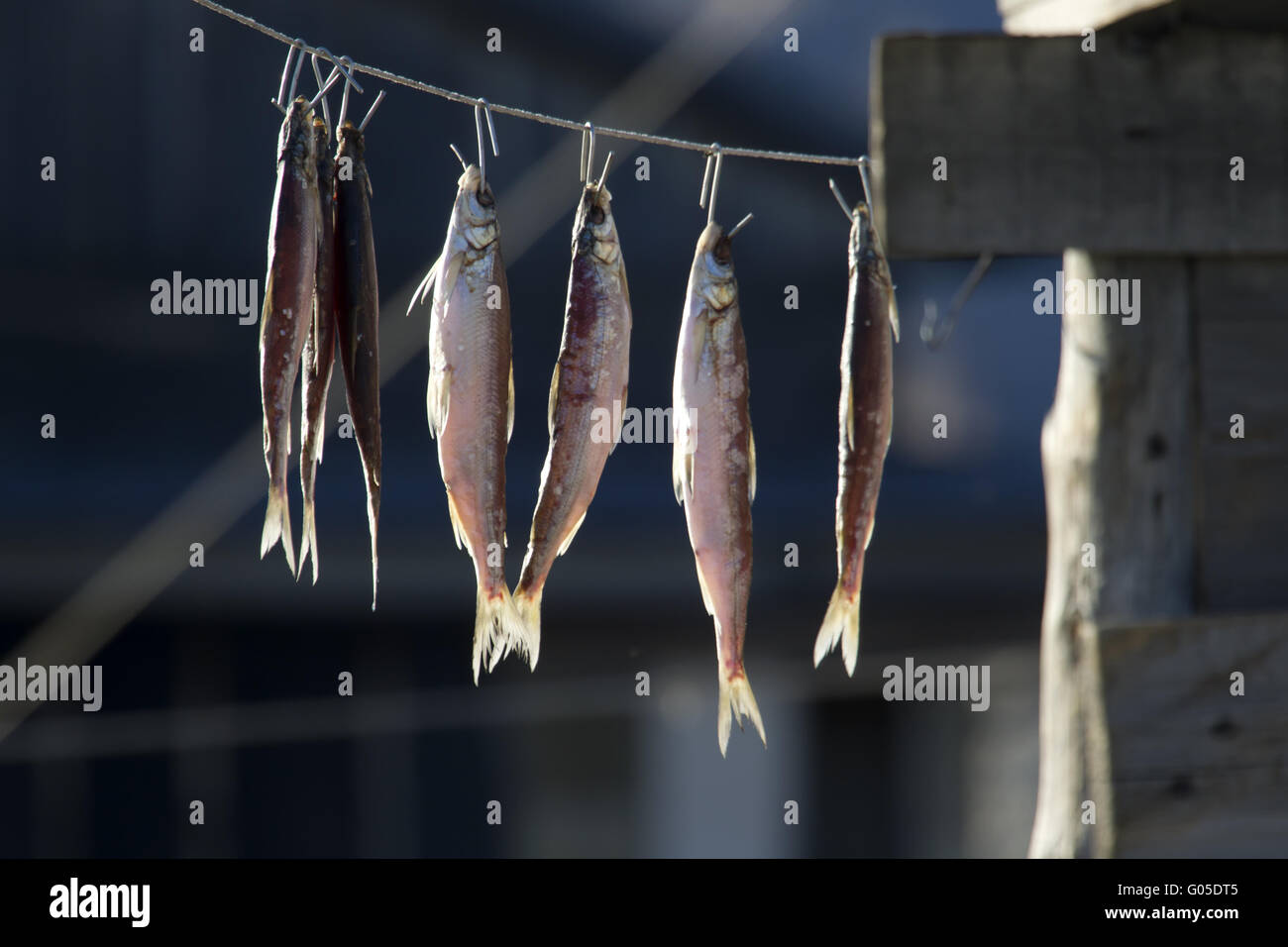 dry fish - Yakutia Stock Photo - Alamy