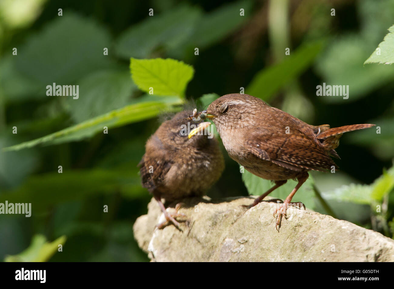 Wrens birds hi-res stock photography and images - Alamy