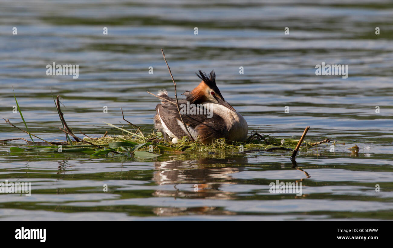Crested grebe nest with egg hi-res stock photography and images - Alamy