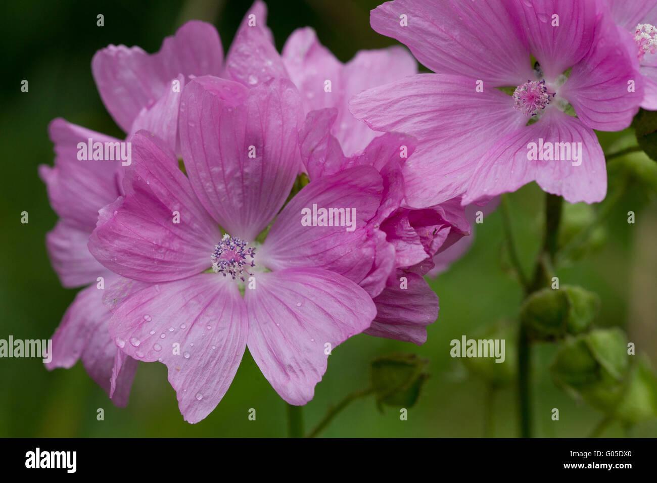 Mauve herb hi-res stock photography and images - Alamy