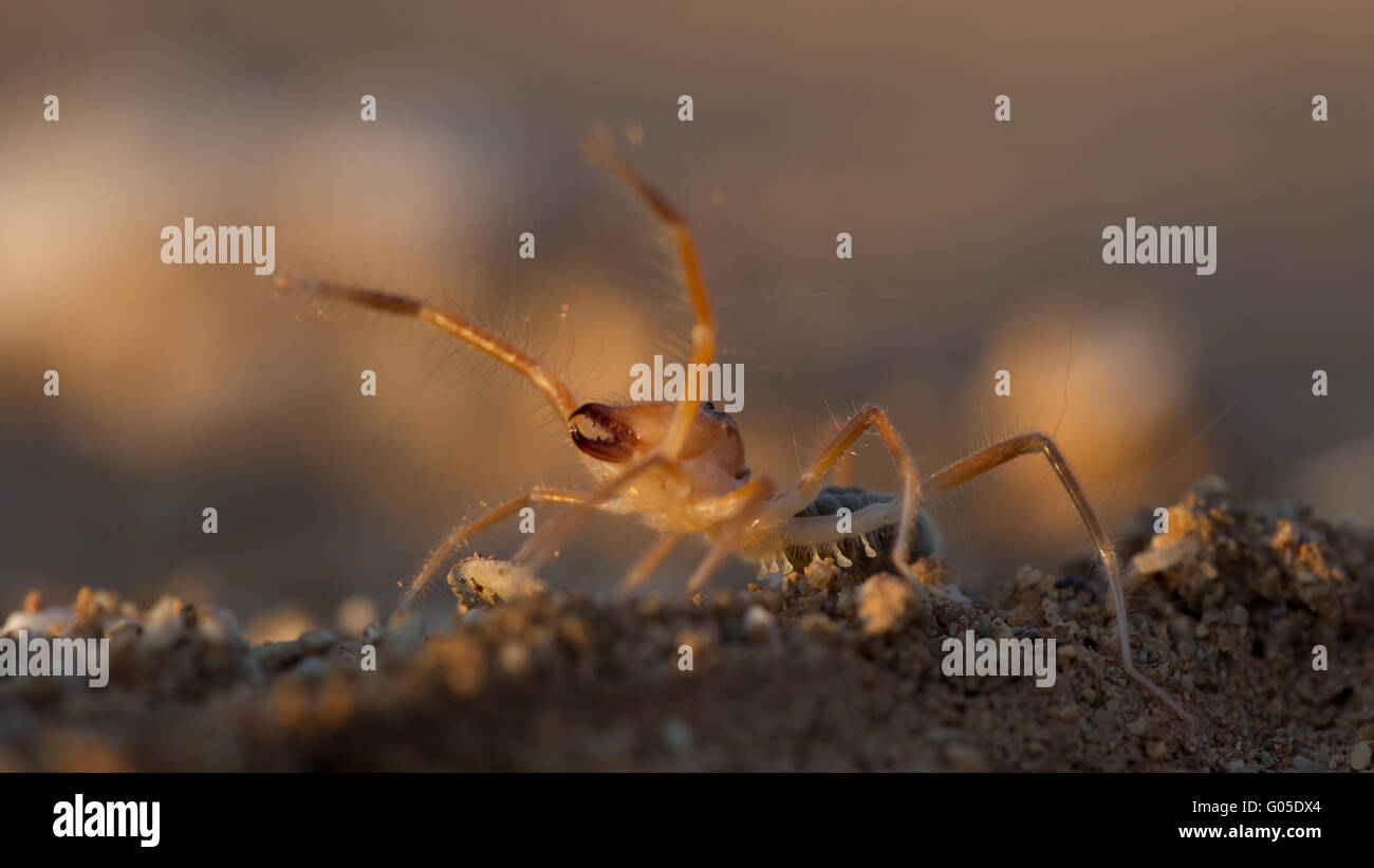 Sun spider Galeodes caspius Stock Photo - Alamy