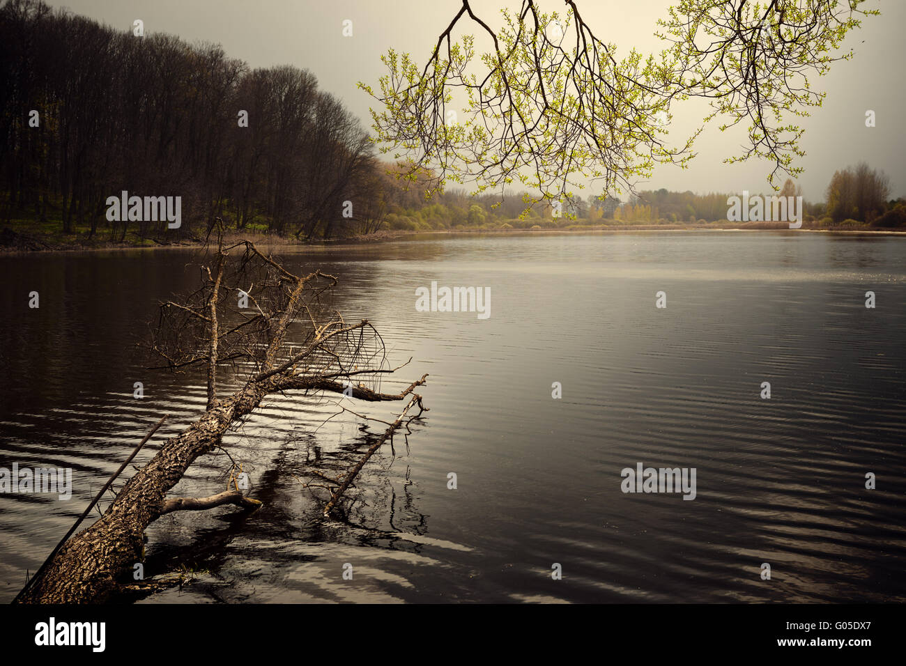 Sunny spring landscape. River in a green forest. Belarus Stock Photo ...