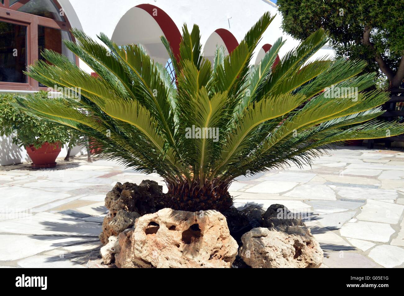 A palm tree hi-res stock photography and images - Alamy