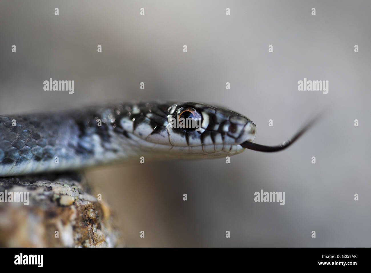 Western Whip Snake Stock Photo - Alamy