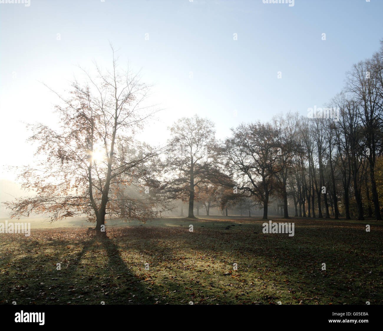 Group of trees against light Stock Photo - Alamy