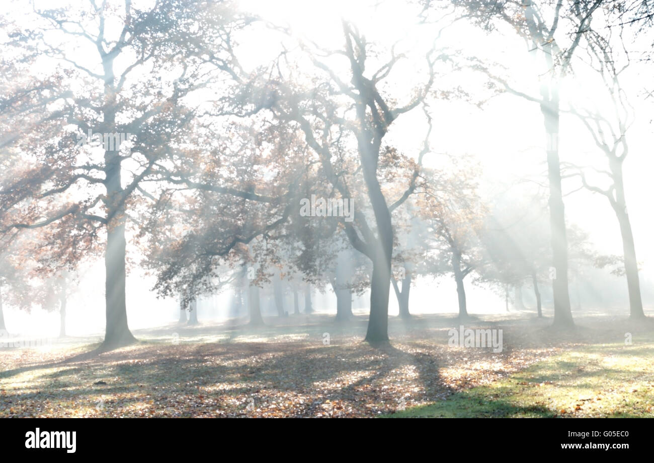 Trees against the light Stock Photo - Alamy