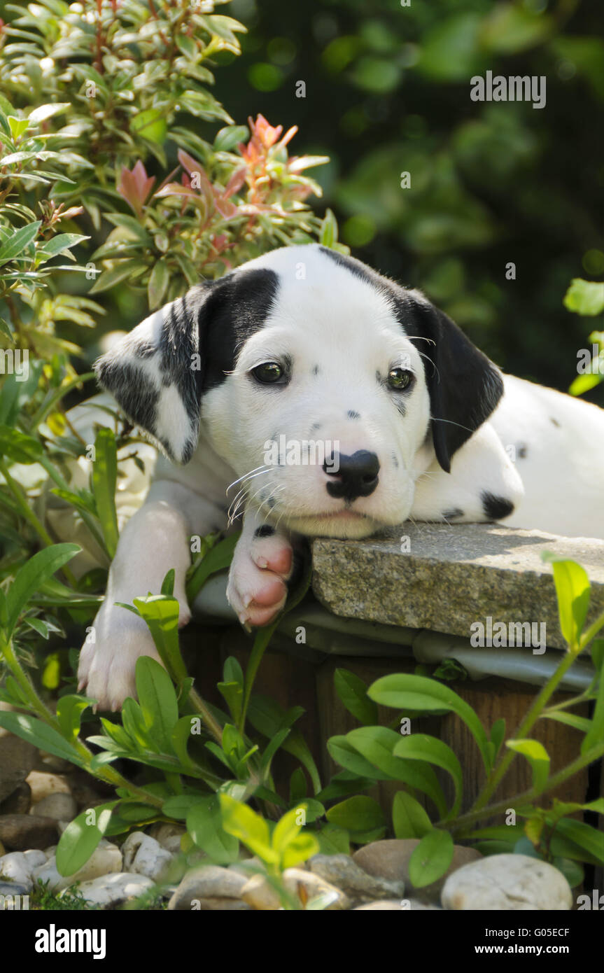 Five weeks old young hi-res stock photography and images - Alamy