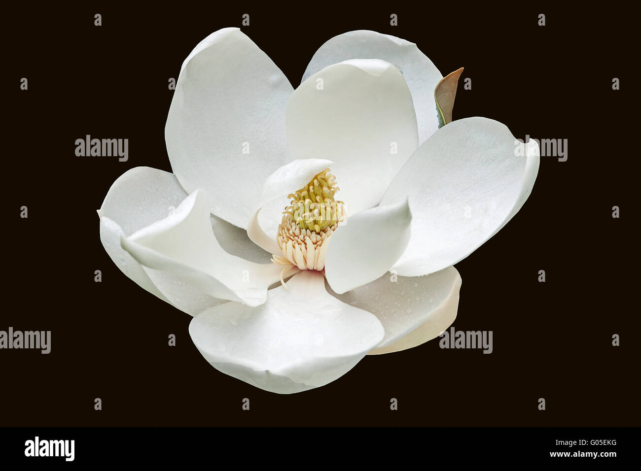 Southern magnolia flower Stock Photo - Alamy