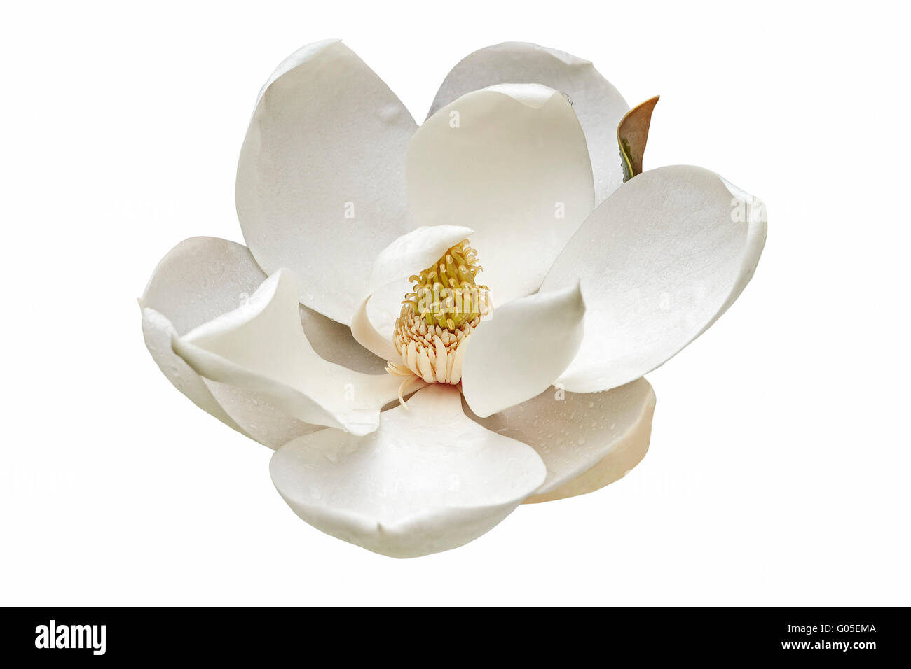Magnolia grandiflora bloom Cut Out Stock Images & Pictures - Alamy