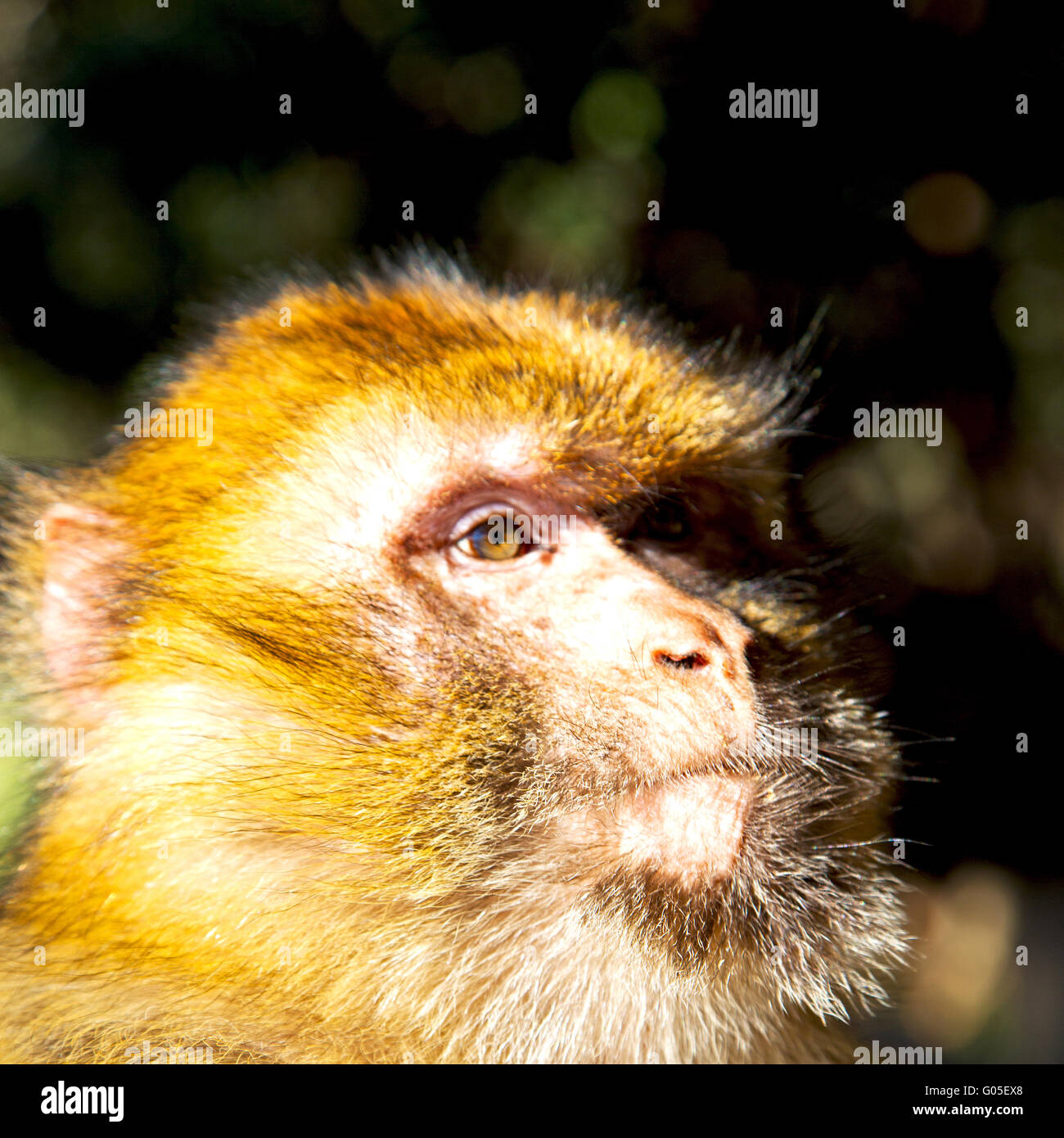 old monkey in africa morocco and natural background fauna close up ...