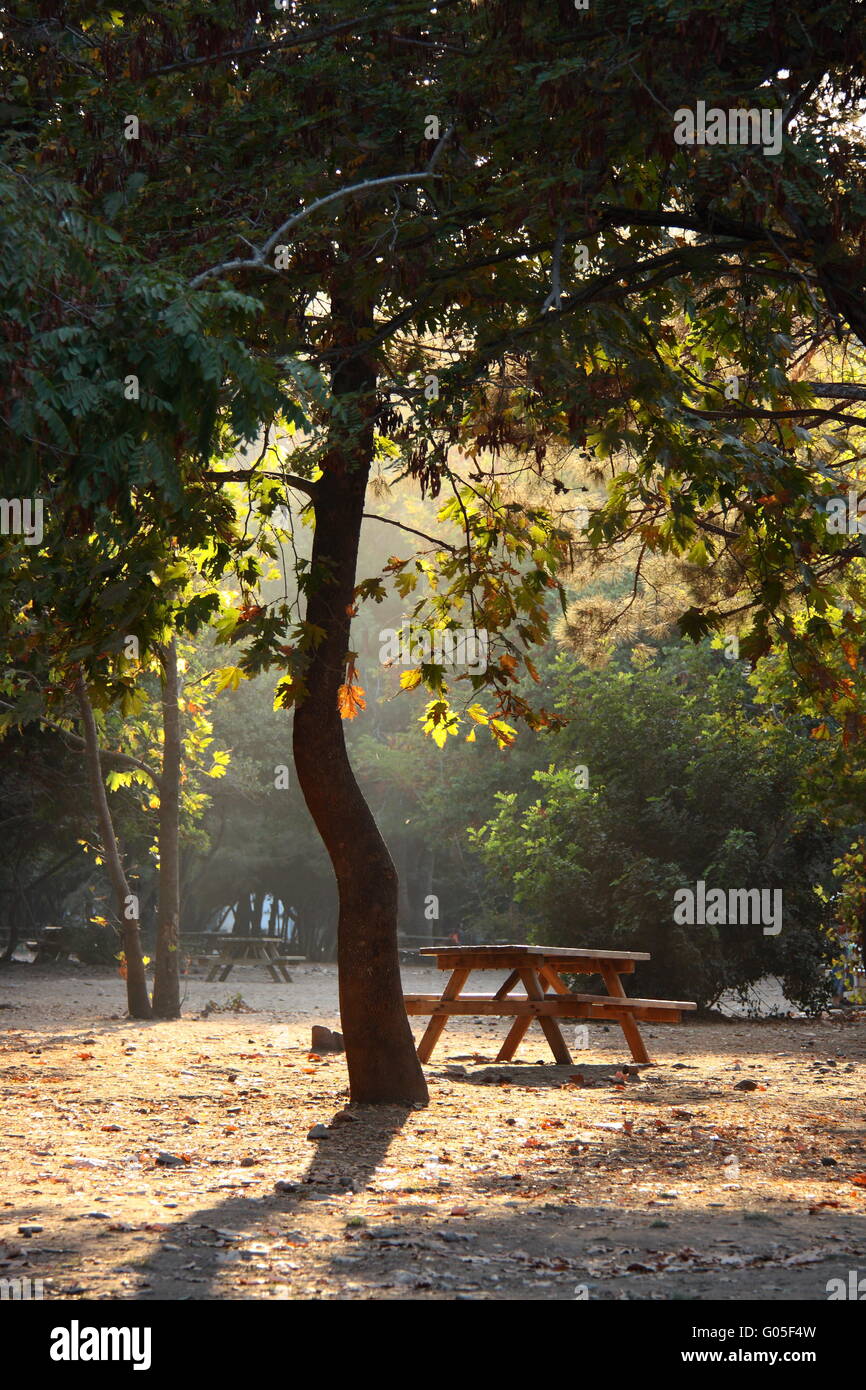 picnic on wood table under tree Stock Photo - Alamy