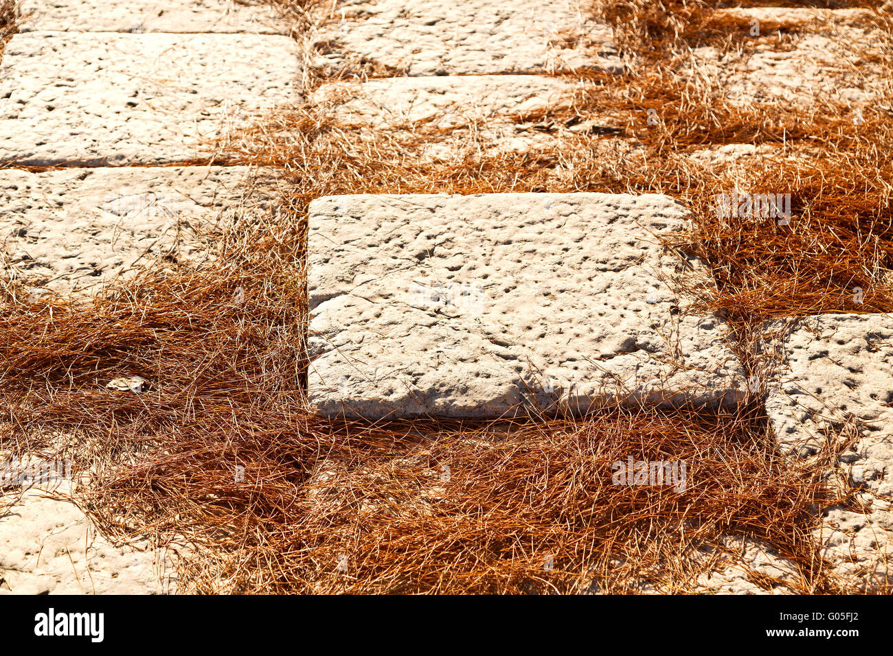 pine needles in arykanda antalya turkey asia and ruins Stock Photo - Alamy