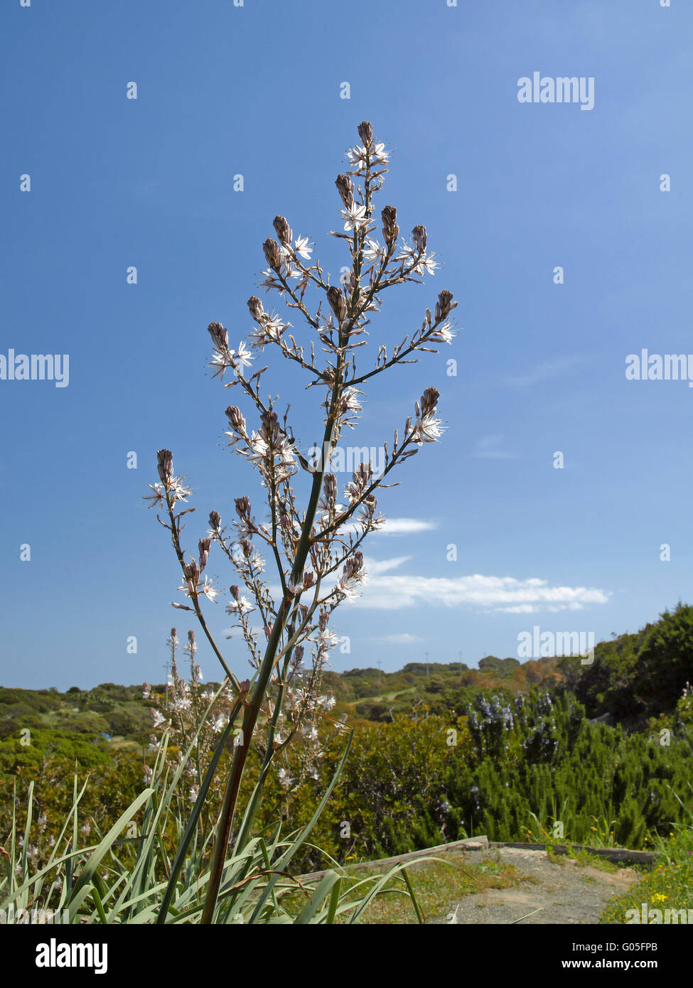 Asphodel Blue High Resolution Stock Photography and Images - Alamy