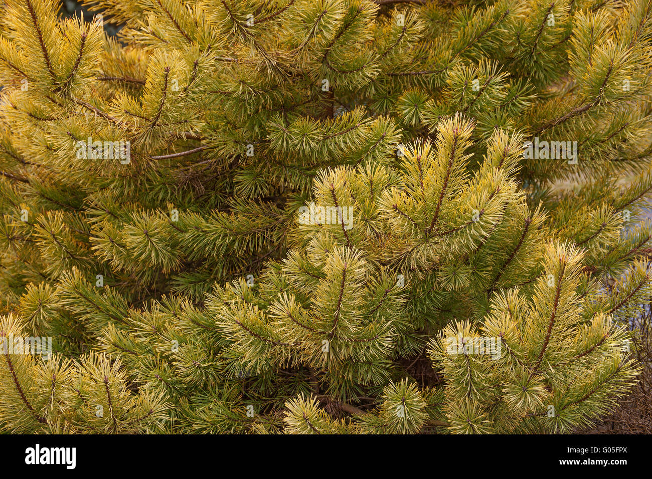Gold coin golden scotch pine Stock Photo - Alamy
