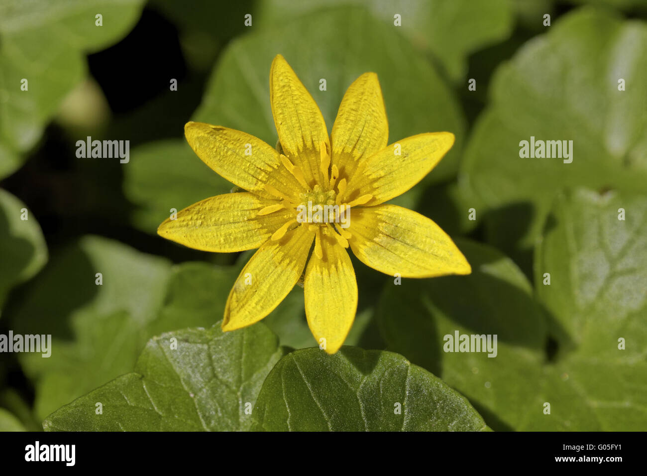 Ranunculus ficaria, Lesser Celandine, Pile wort Stock Photo - Alamy