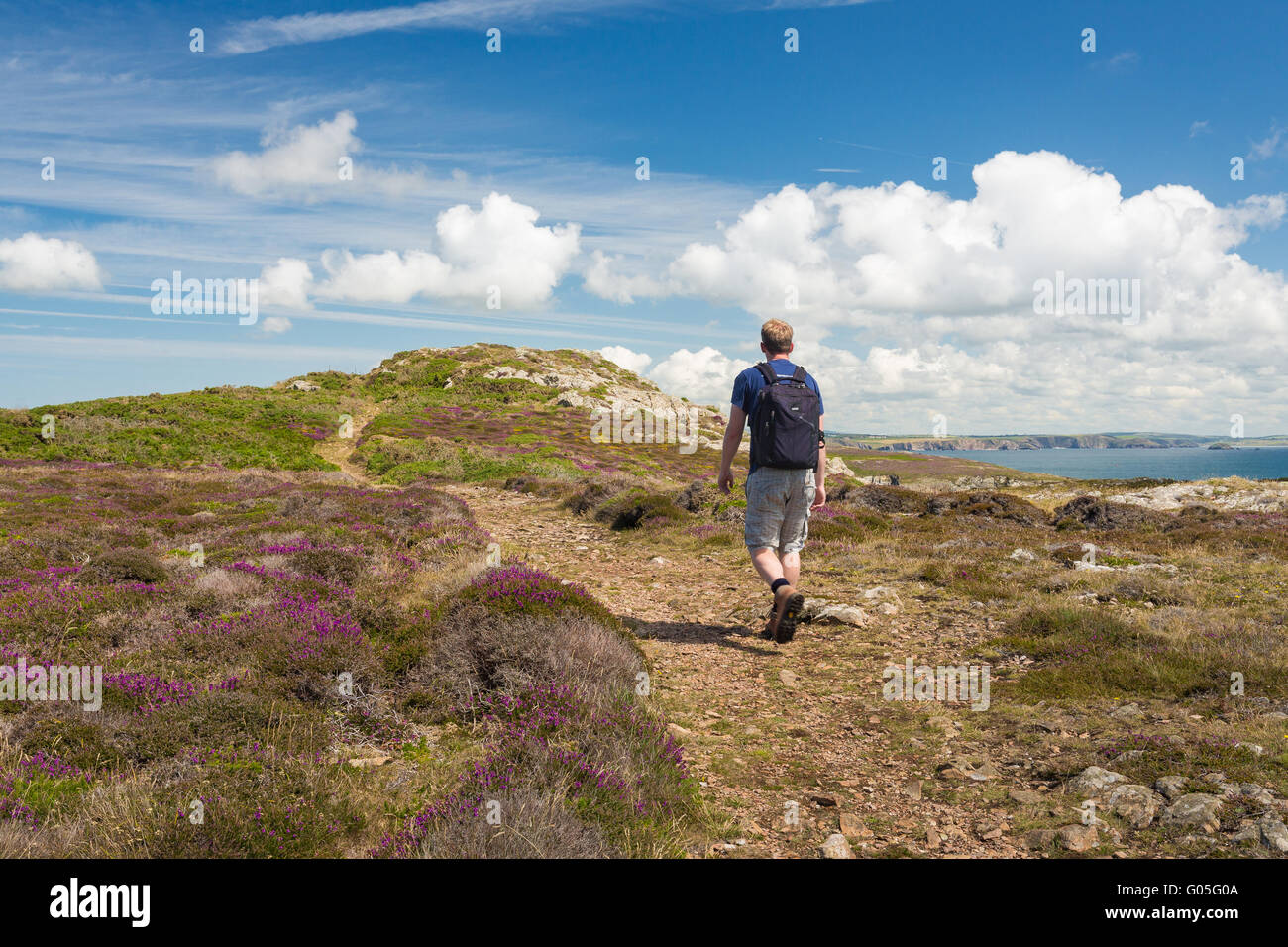 Walker pictured on the Pembrokeshire Coast Path through heather near to ...