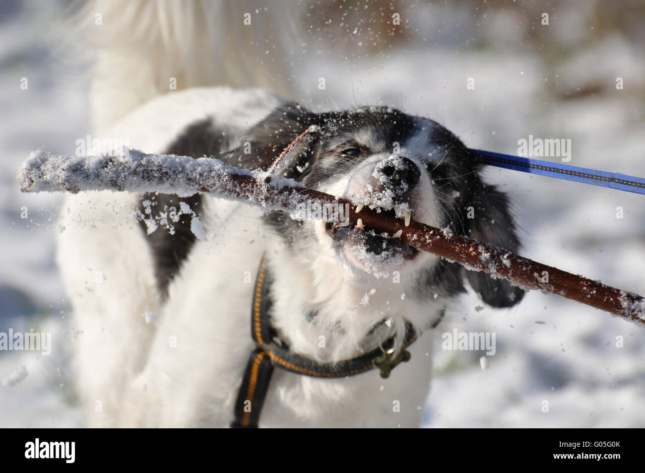 Dog at work Stock Photo - Alamy