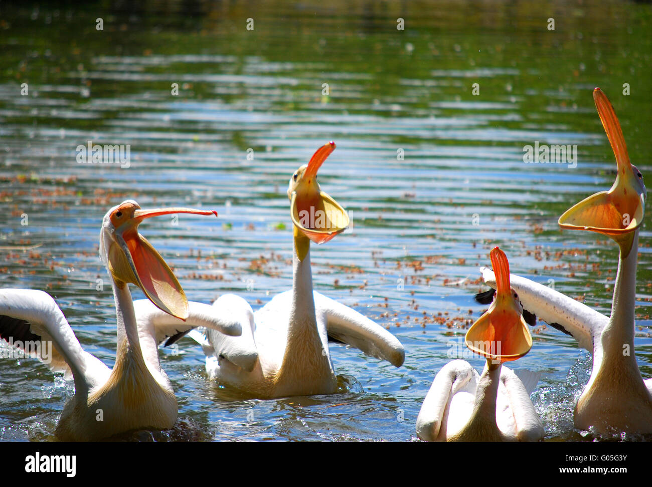 Open beaks hi-res stock photography and images - Alamy