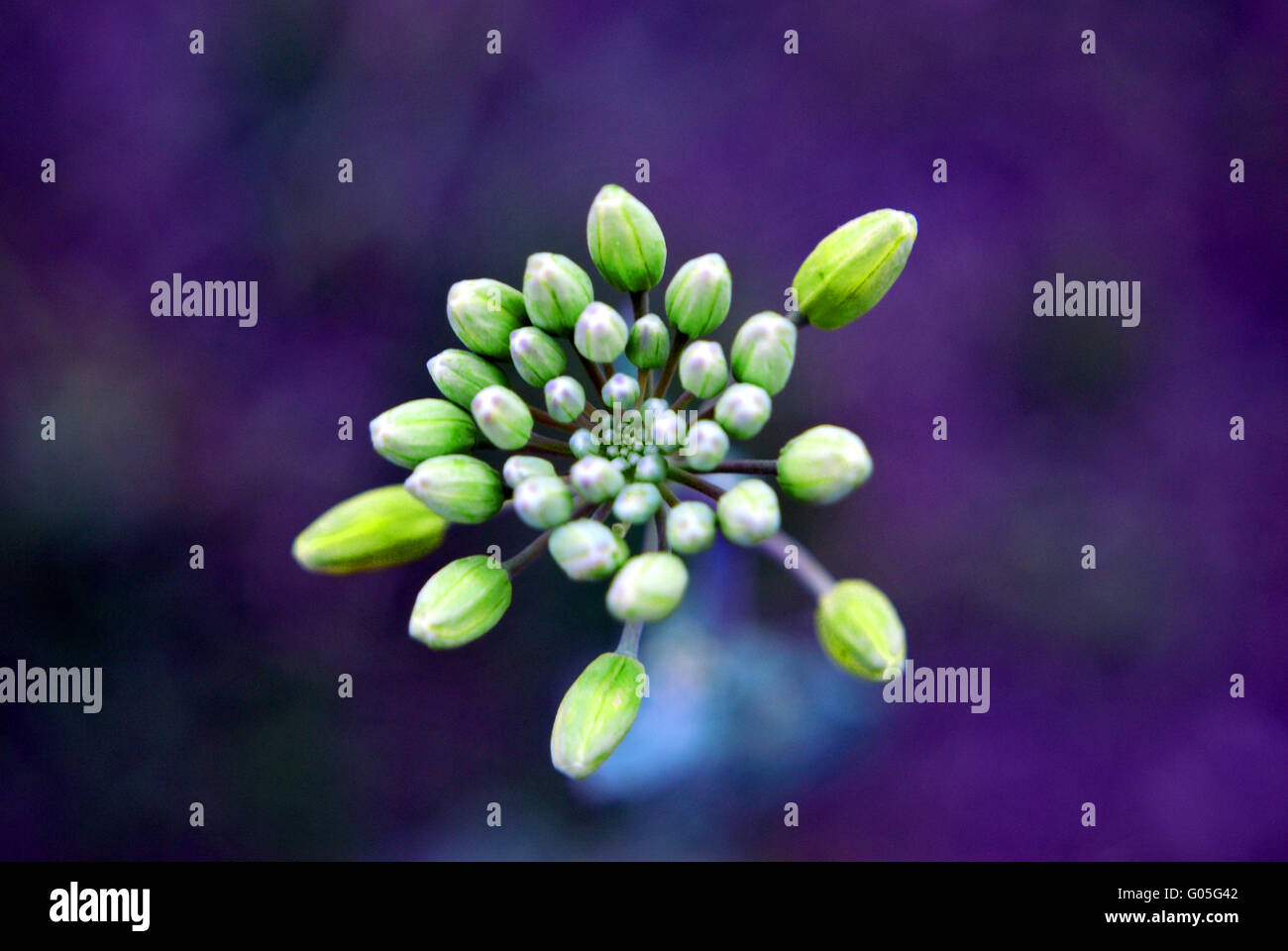 buds of plant Stock Photo - Alamy