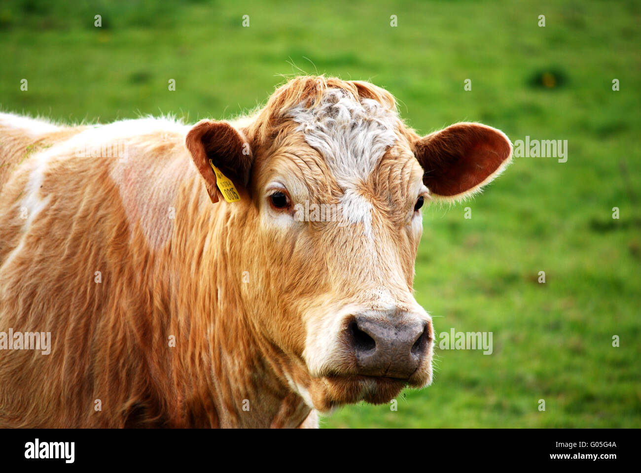 Irish cow hi-res stock photography and images - Alamy