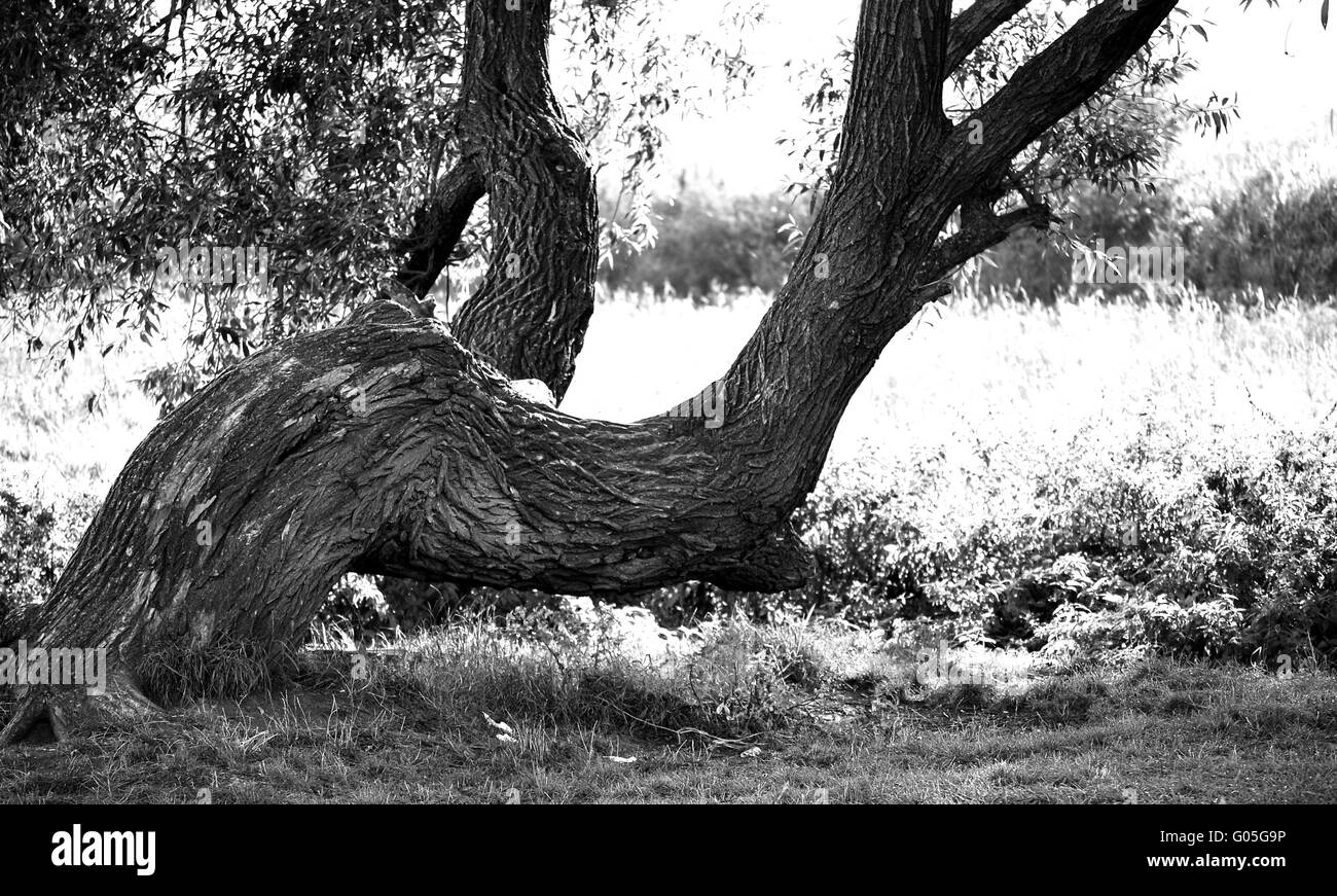 Big oak tree Black and White Stock Photos & Images - Alamy