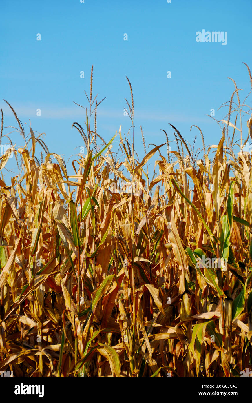 Corn maze midwest hi-res stock photography and images - Alamy