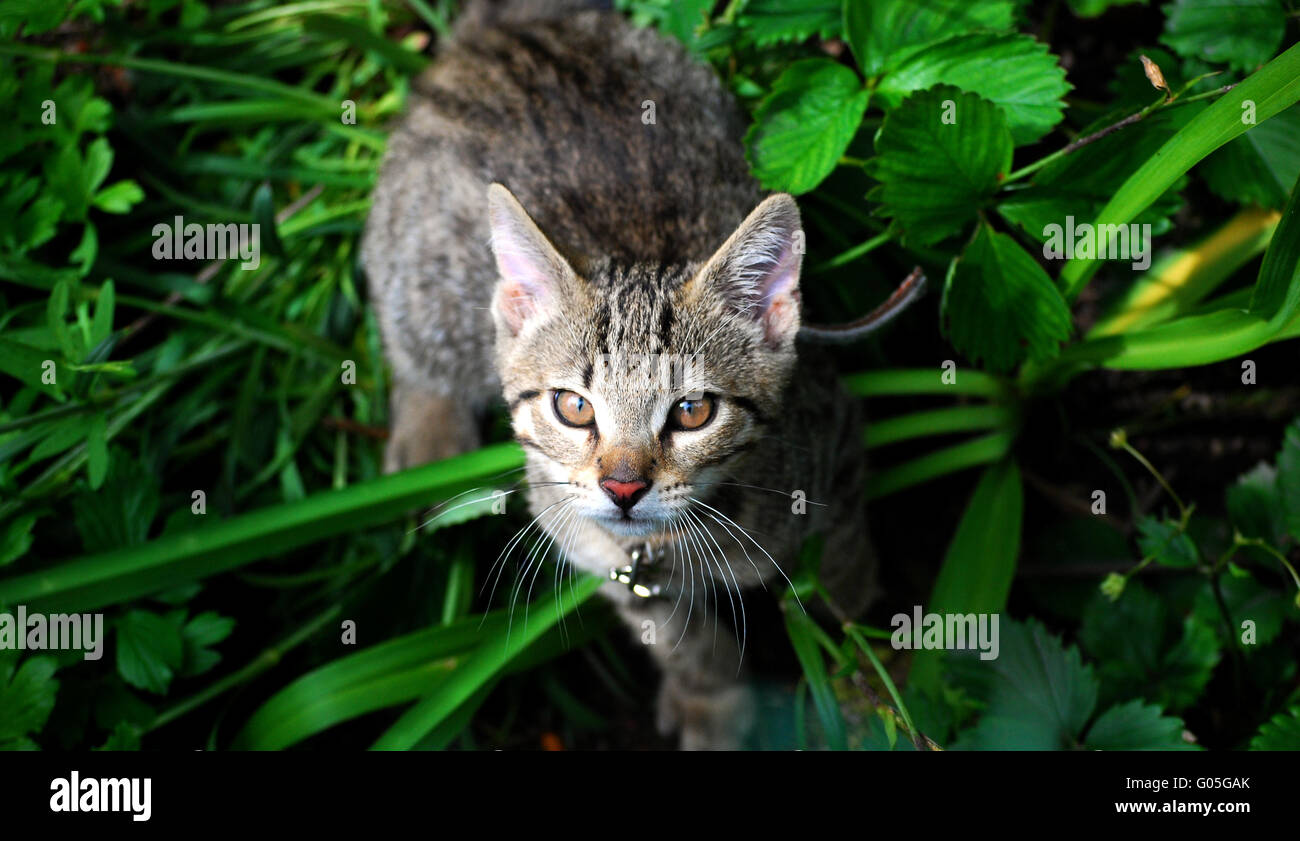 Bell around neck hi-res stock photography and images - Alamy