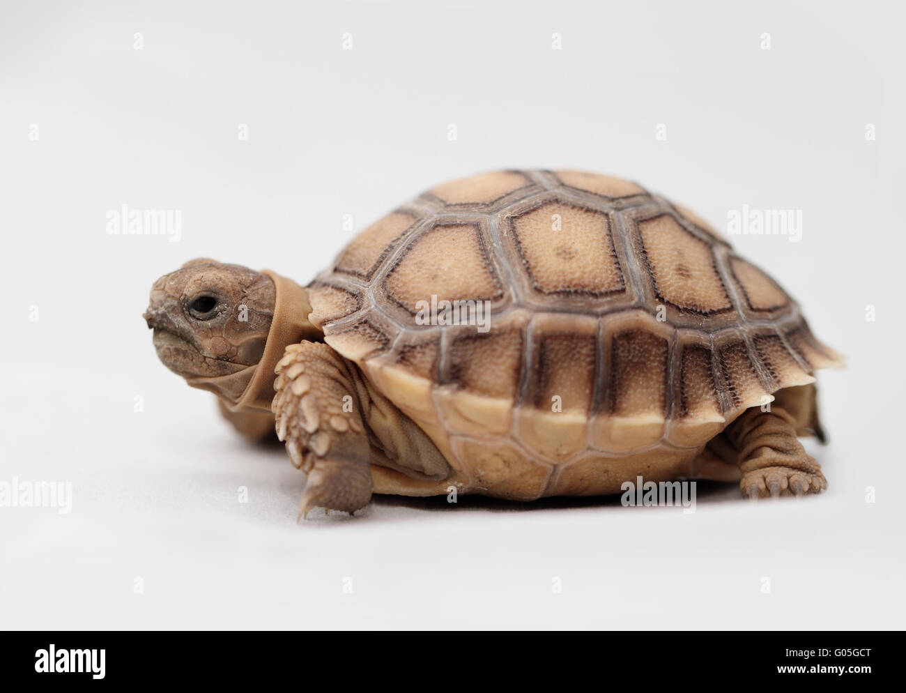 Tortoise eye hi-res stock photography and images - Alamy