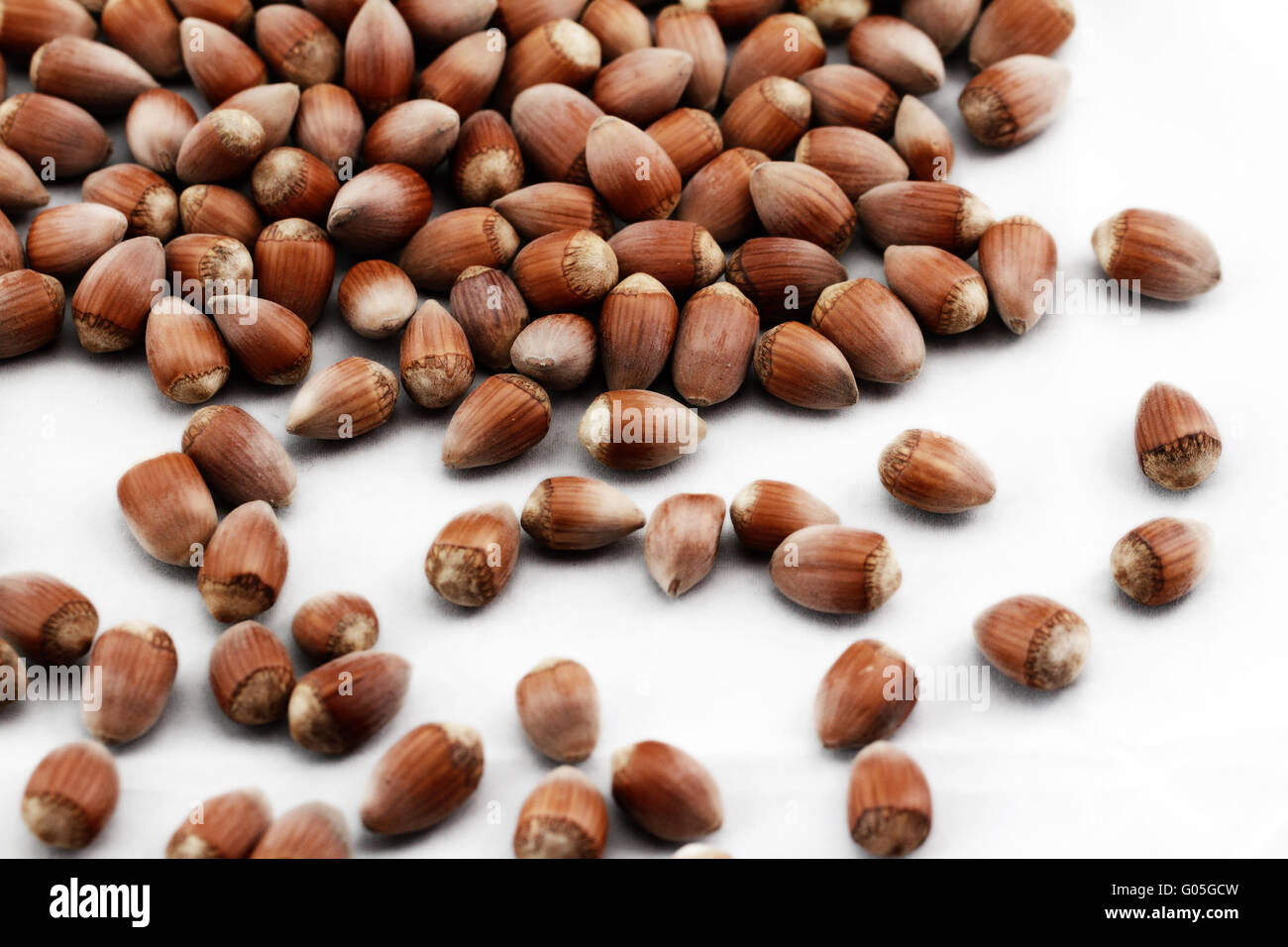Hazelnut close up isolated on white background Stock Photo - Alamy