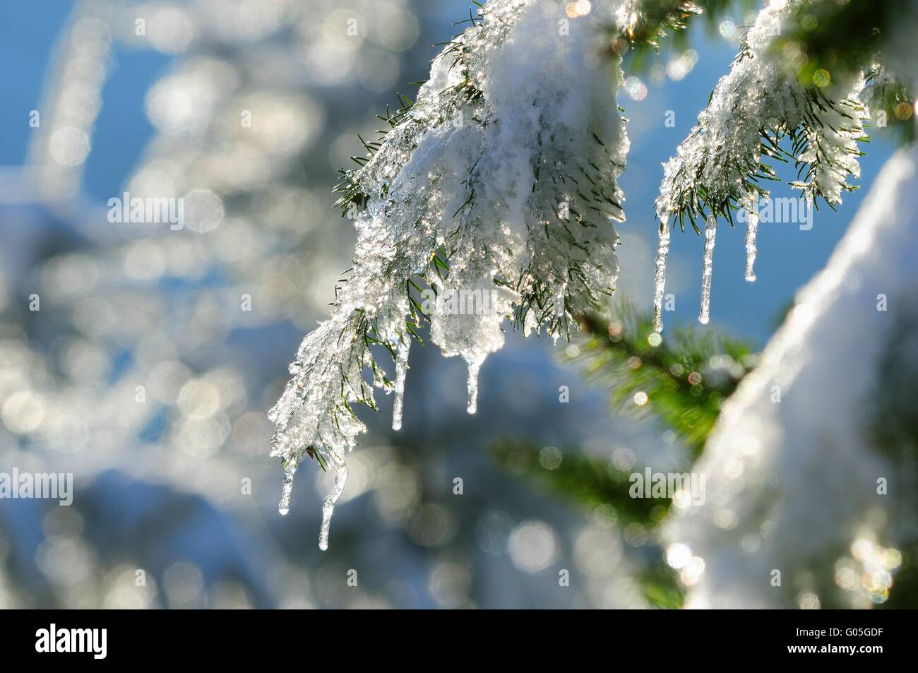 Icicles on the Christmas tree and blue background Stock Photo - Alamy
