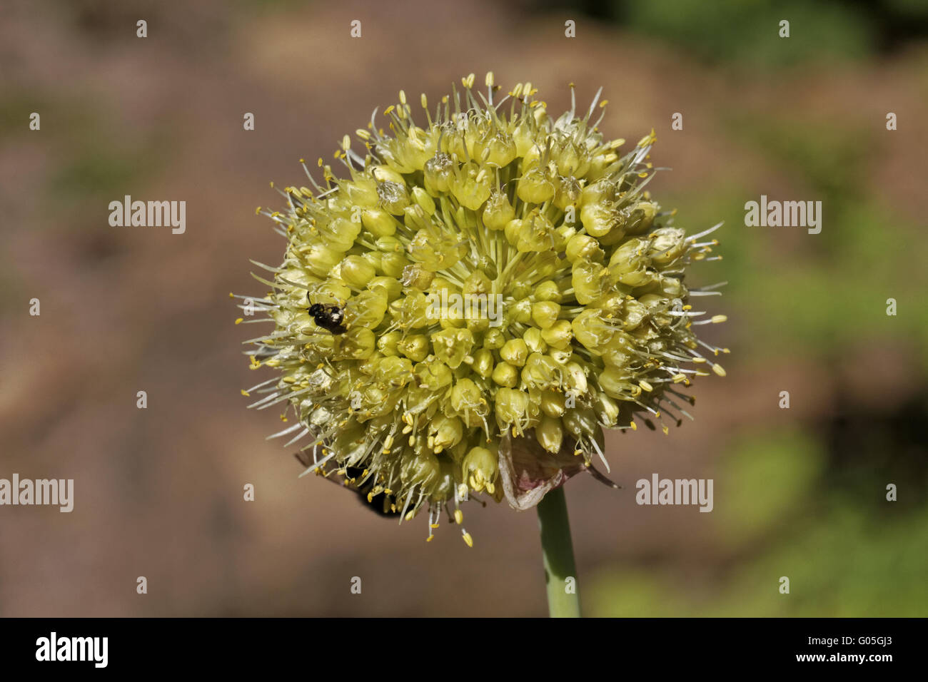 Allium obliquum, Twistedleaf Garlic, Twisted Leaf Stock Photo - Alamy