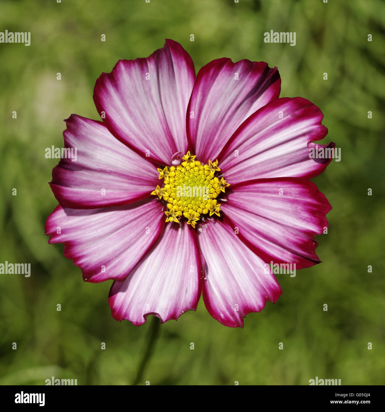 Cosmos bipinnatus, Garden Cosmos, Mexican Aster Stock Photo - Alamy