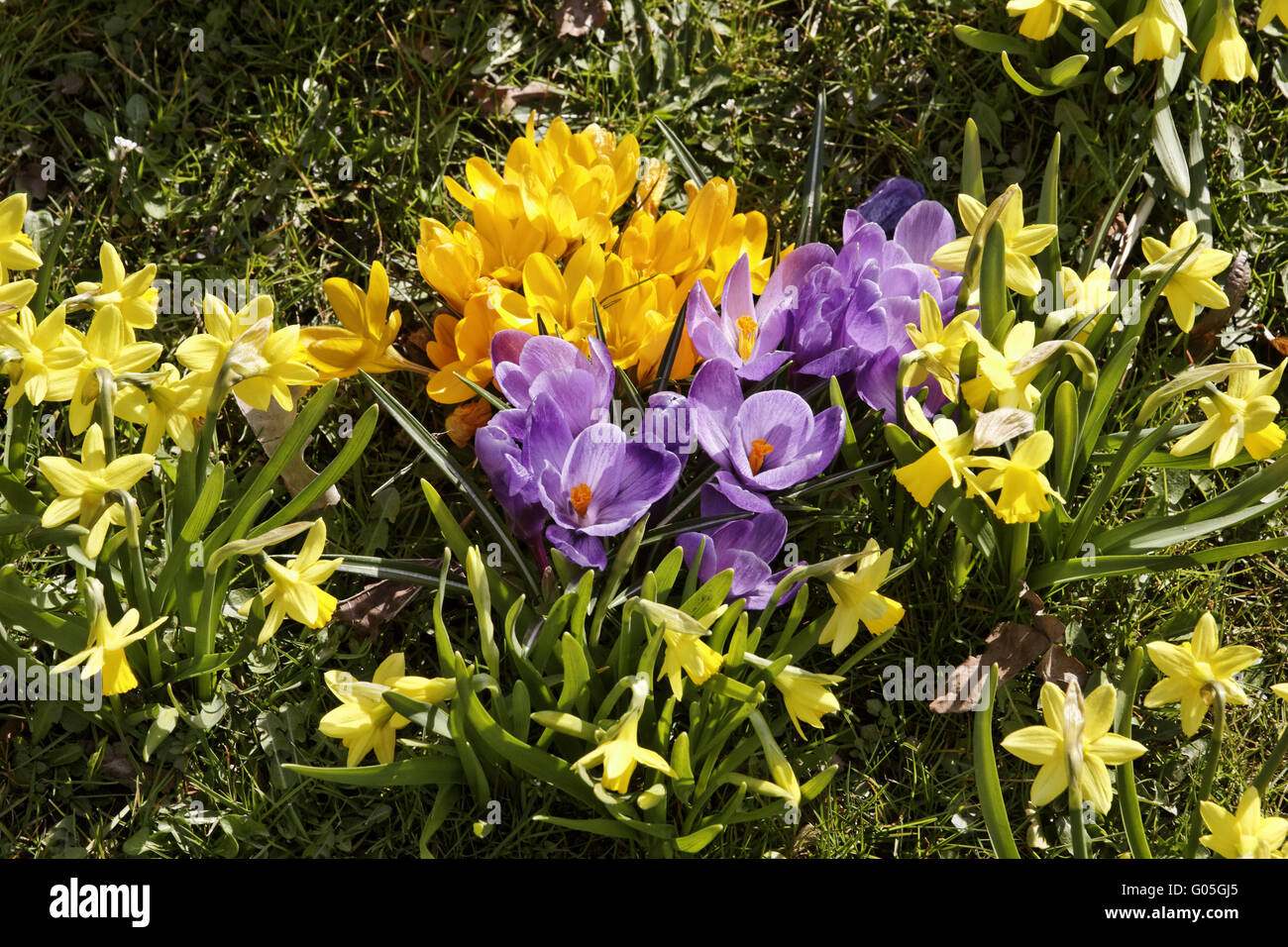 Crocus vernus, Spring crocus, miniature daffodil Stock Photo - Alamy