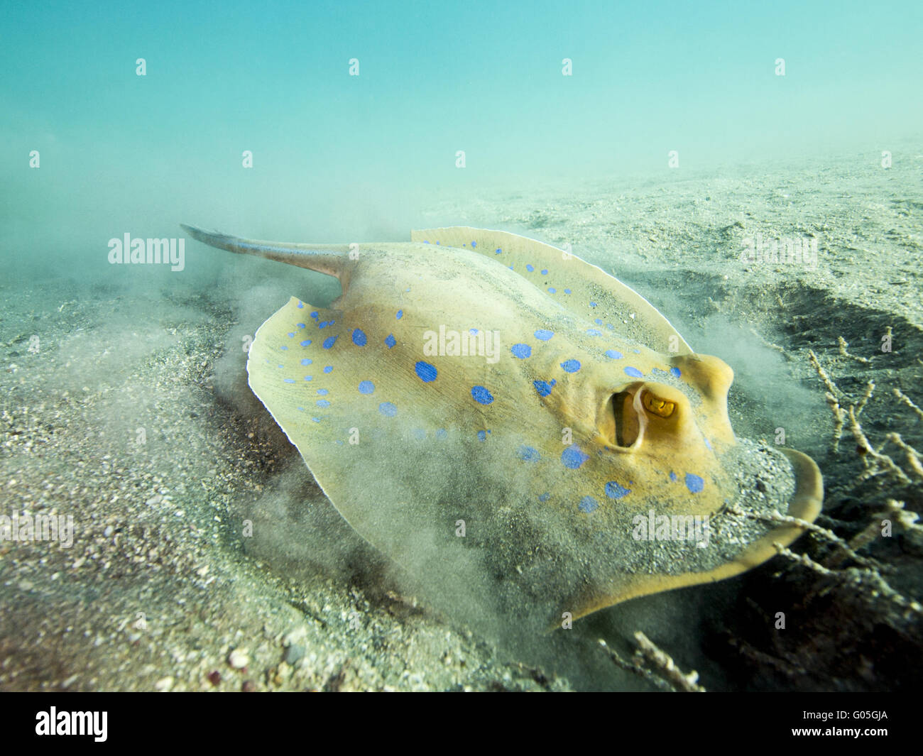 bluespotted ribbontail ray Stock Photo - Alamy