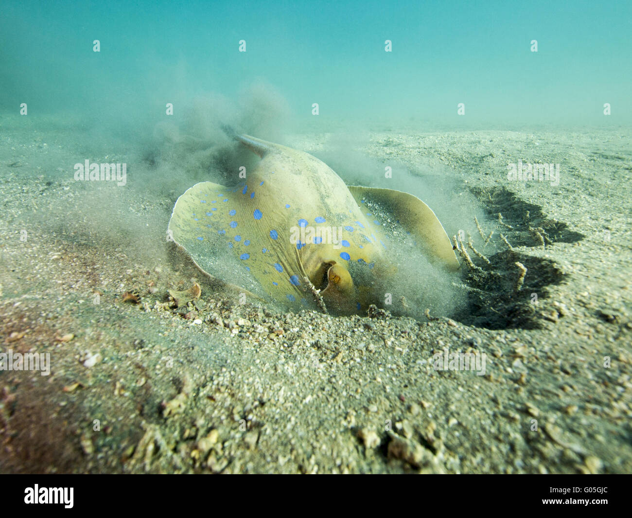 bluespotted ribbontail ray Stock Photo - Alamy