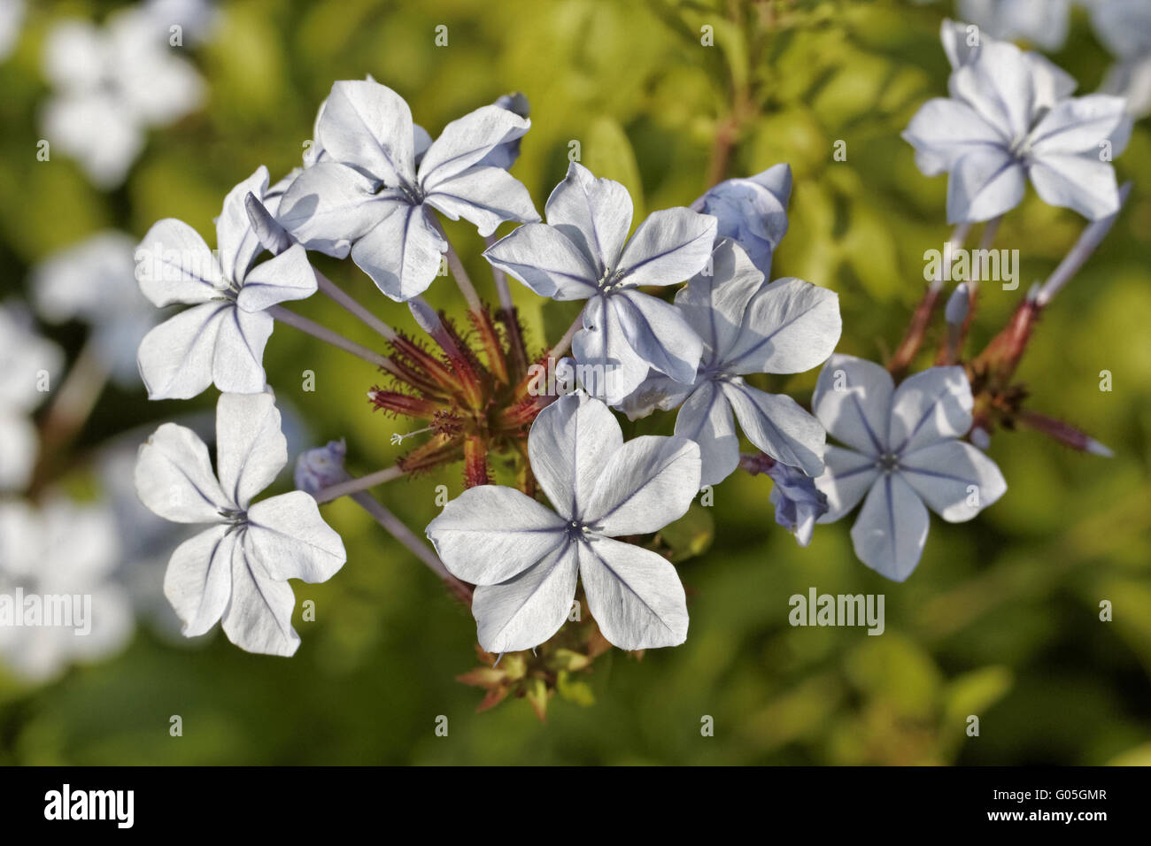 Plumbago Capensis High Resolution Stock Photography and Images - Alamy